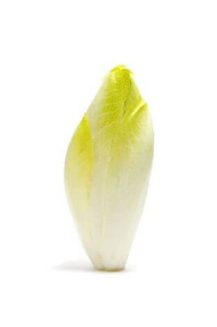 Chicorée: ein verkanntes Gemüse