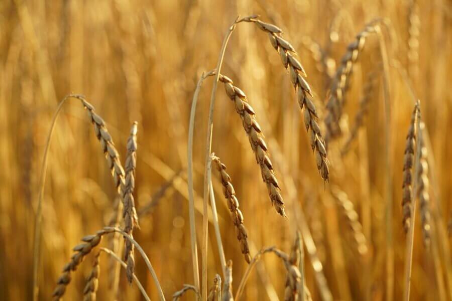 Dinkel und Grünkern – gesundes Urgetreide