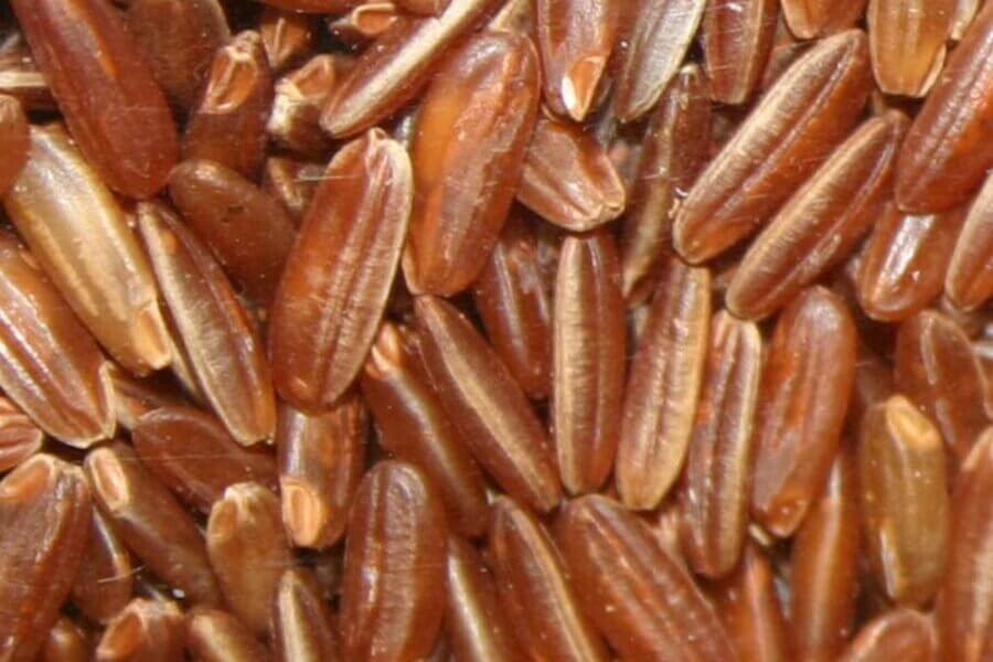 Reissorten-Übersicht: Welcher Reis passt zu welchem Gericht?