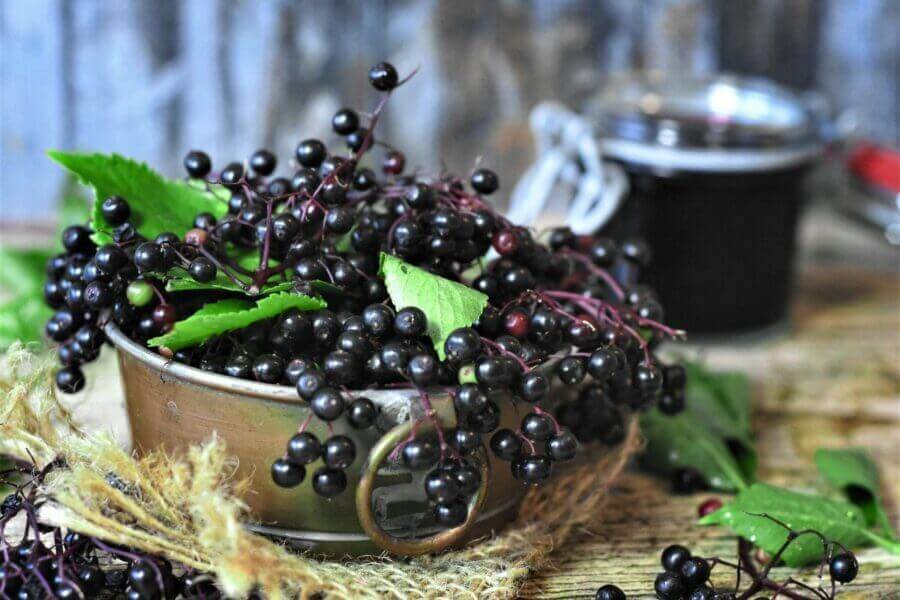 Holunder - so lecker sind seine Blüten und Beeren