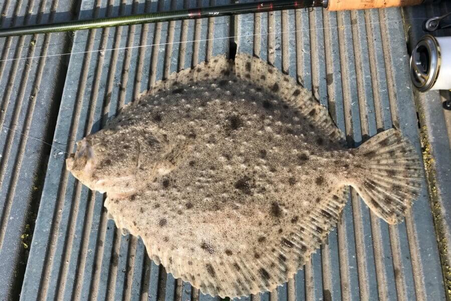 Der Steinbutt: ein exzellenter Plattfisch