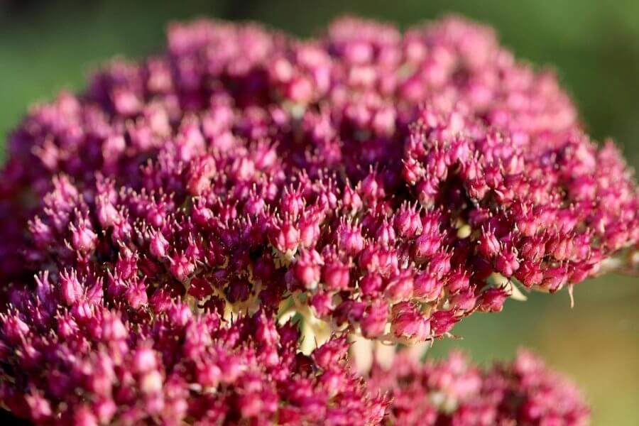 Fette Henne Blute