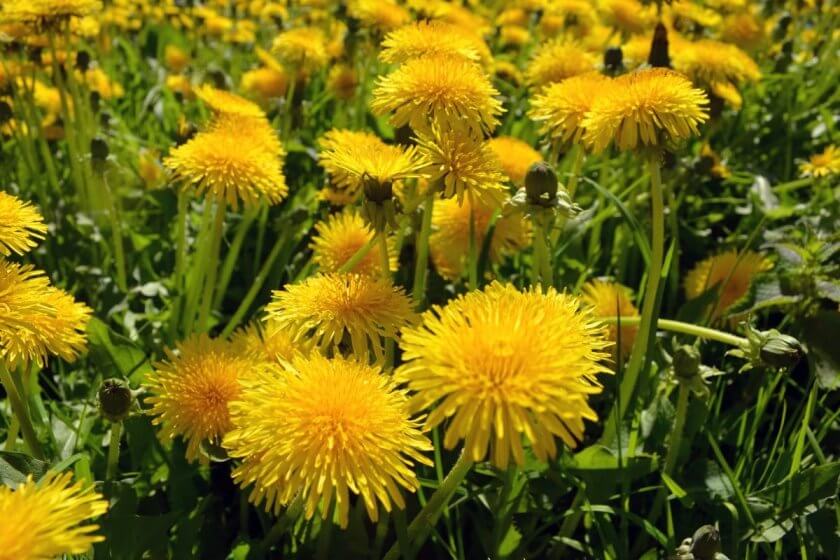 Löwenzahn: Ein vielseitiges Wunder der Natur