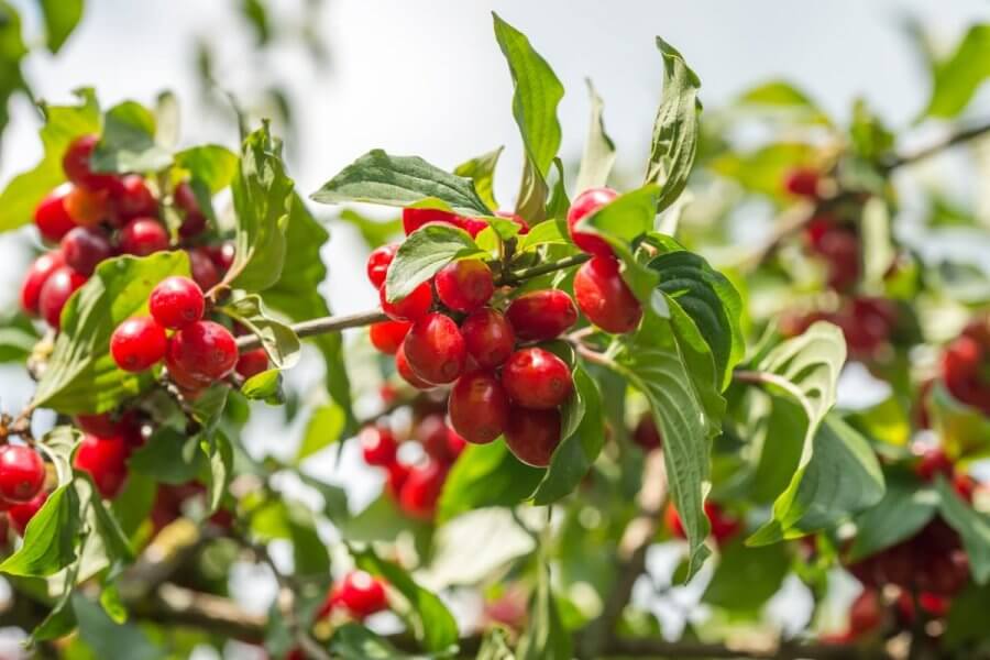 Goji-Beeren: Superfood mit beeindruckenden gesundheitlichen Vorteilen