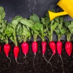 Mangostane – eine talentierte Exotin